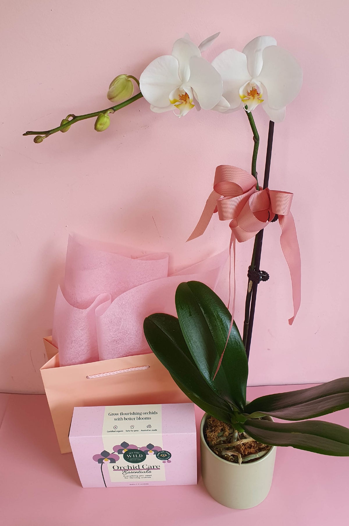 Orchid plant – Poetry in Flowers